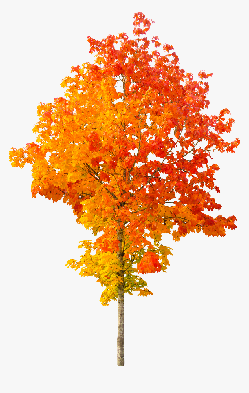 Autumn Tree Transparent Background, HD Png Download , Transparent Png ...