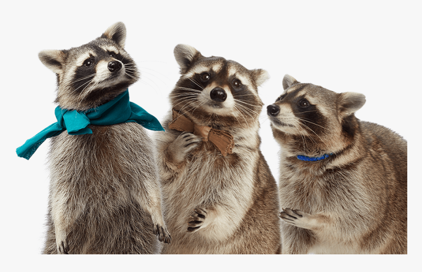 Raccoon Png, Transparent Png , Transparent Png Image - PNGitem