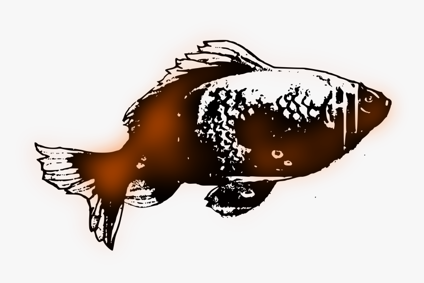 Simple Goldfish Clip Arts, HD Png Download , Transparent Png Image ...