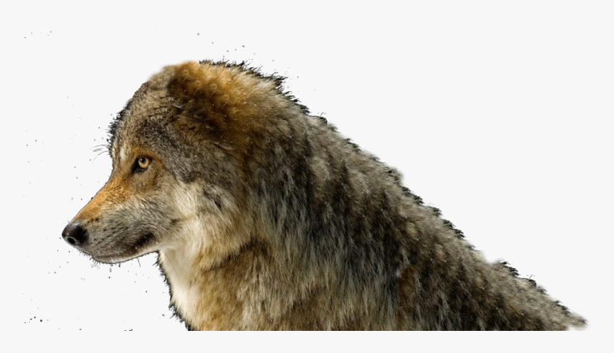 Wolf Head Png, Transparent Png , Transparent Png Image - PNGitem