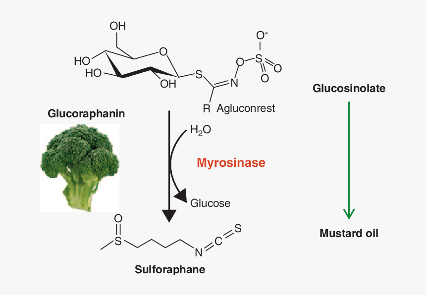 The Mustard Oil Bomb, HD Png Download , Transparent Png Image - PNGitem