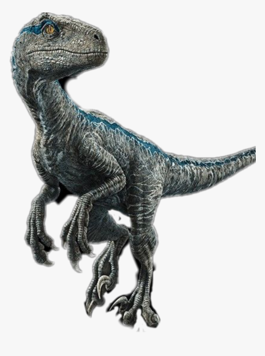 #blue, #velociraptor , #raptor, #jurrasicworld, HD Png Download ...
