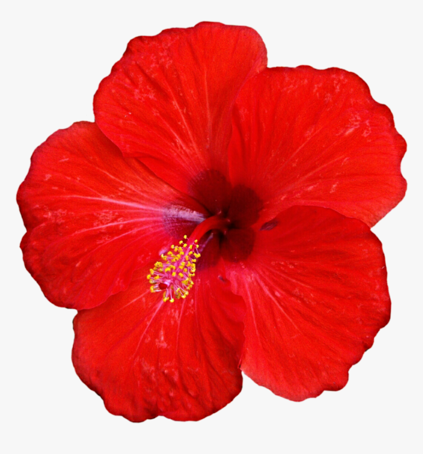 Transparent Tropical Png, Png Download , Transparent Png Image - PNGitem