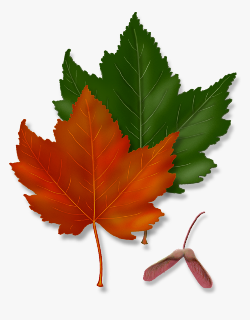 Transparent Red Maple Png, Png Download , Transparent Png Image - PNGitem