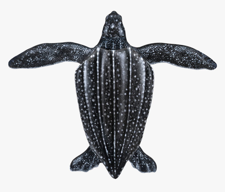 Juvenile Leatherback Sea Turtle, HD Png Download , Transparent Png ...