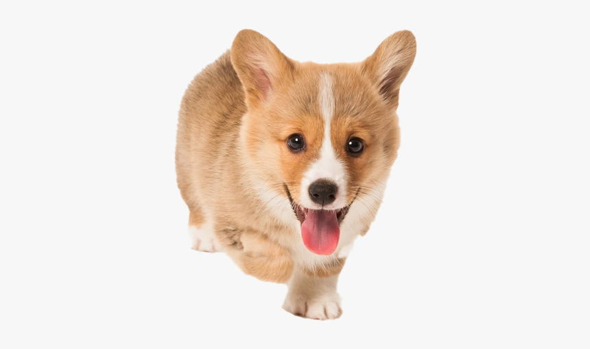 Corgi Png Transparent Picture, Png Download , Transparent Png Image ...