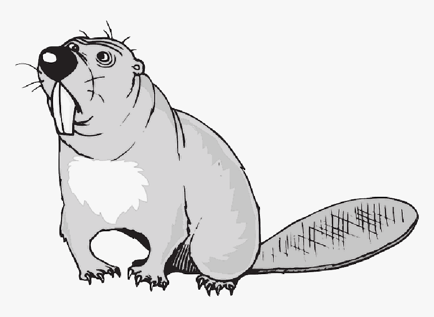 Cartoon, Beaver, Art, Animal, Tail, Teeth, Confused, HD Png Download ...
