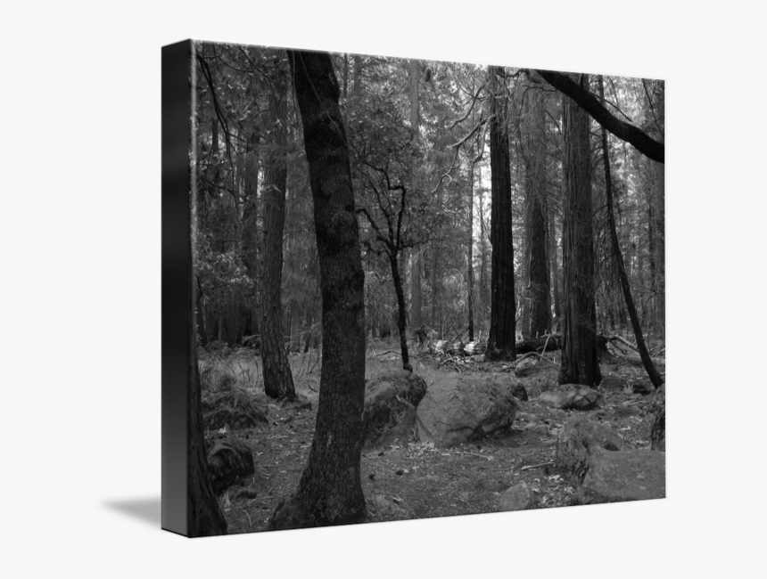 Forrest Drawing Forest Landscape, HD Png Download , Transparent Png ...