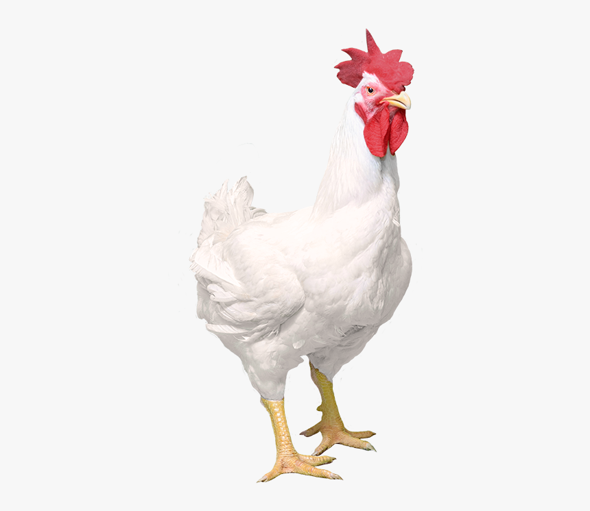 Broiler Chicken Png, Transparent Png , Transparent Png Image - PNGitem