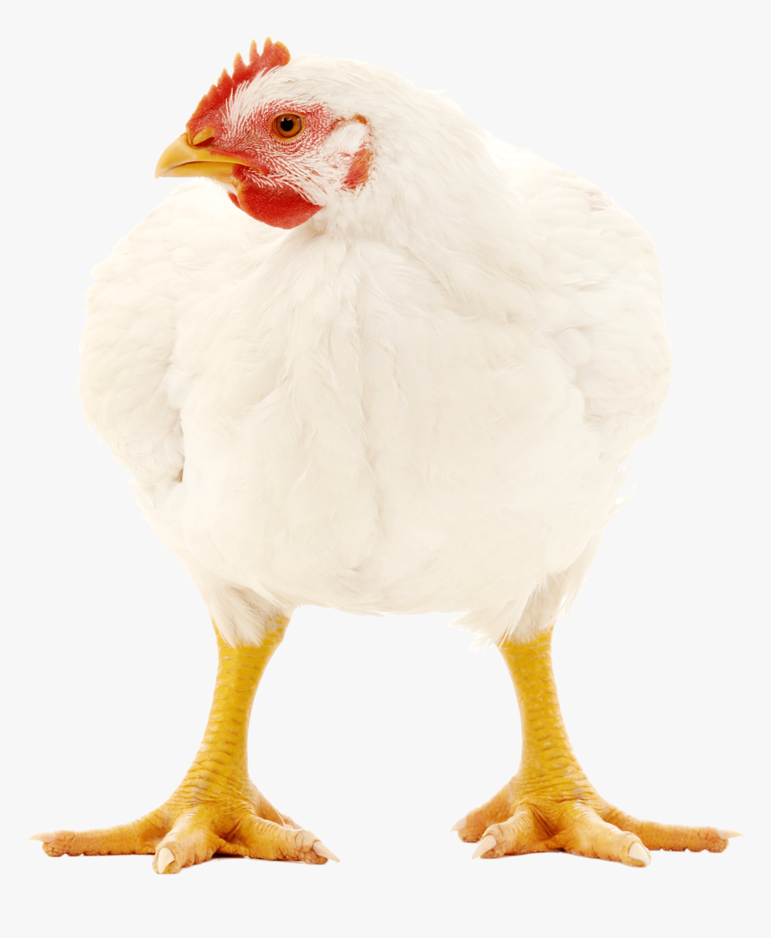 Broiler Chicken Png, Transparent Png , Transparent Png Image - PNGitem