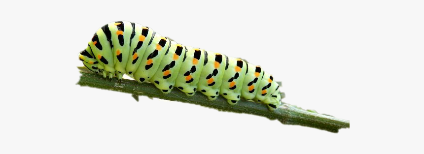 Real Caterpillar Transparent Image, HD Png Download , Transparent Png ...