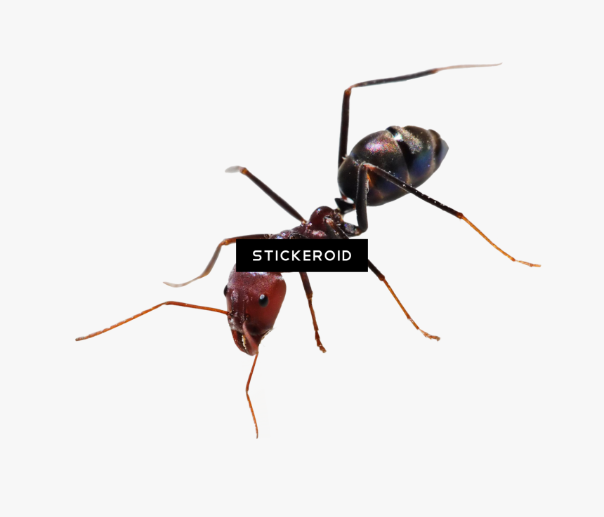 Ant Ants Insects, HD Png Download , Transparent Png Image - PNGitem