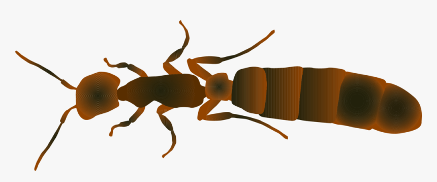 Queen Ant, HD Png Download , Transparent Png Image - PNGitem