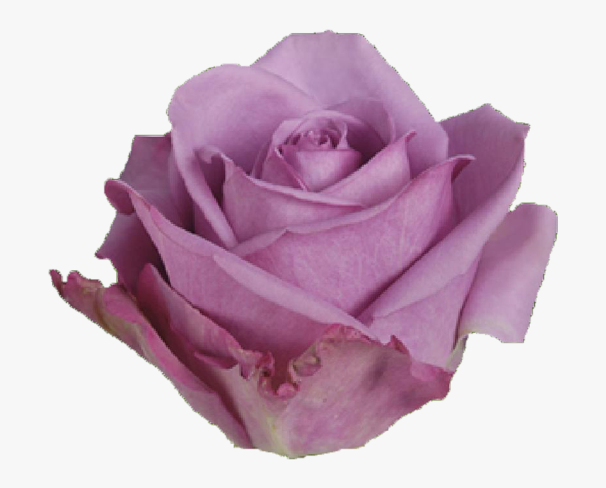 Purple Rose Png, Transparent Png , Transparent Png Image - PNGitem