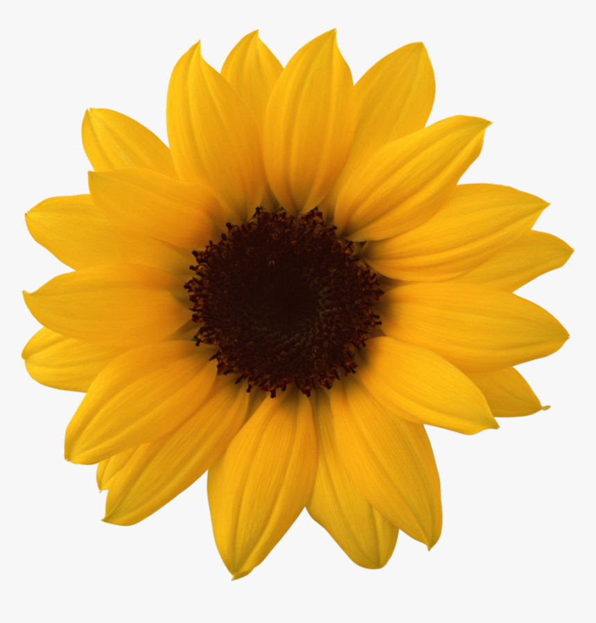 Sunflower Png Image, Transparent Png , Transparent Png Image - PNGitem