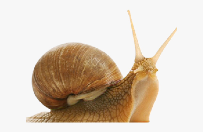Snail Png Transparent Images, Png Download , Transparent Png Image ...