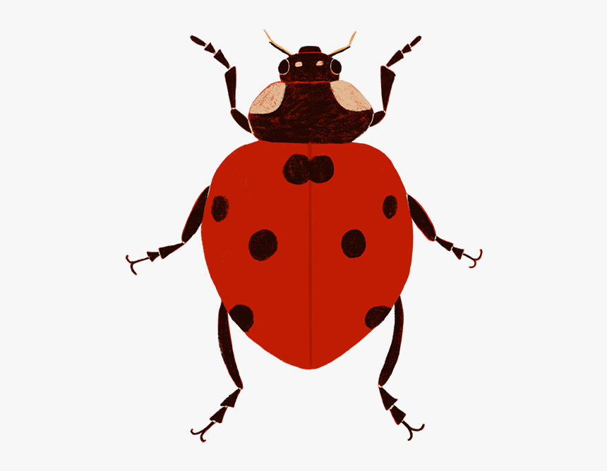 Ladybug, HD Png Download , Transparent Png Image - PNGitem