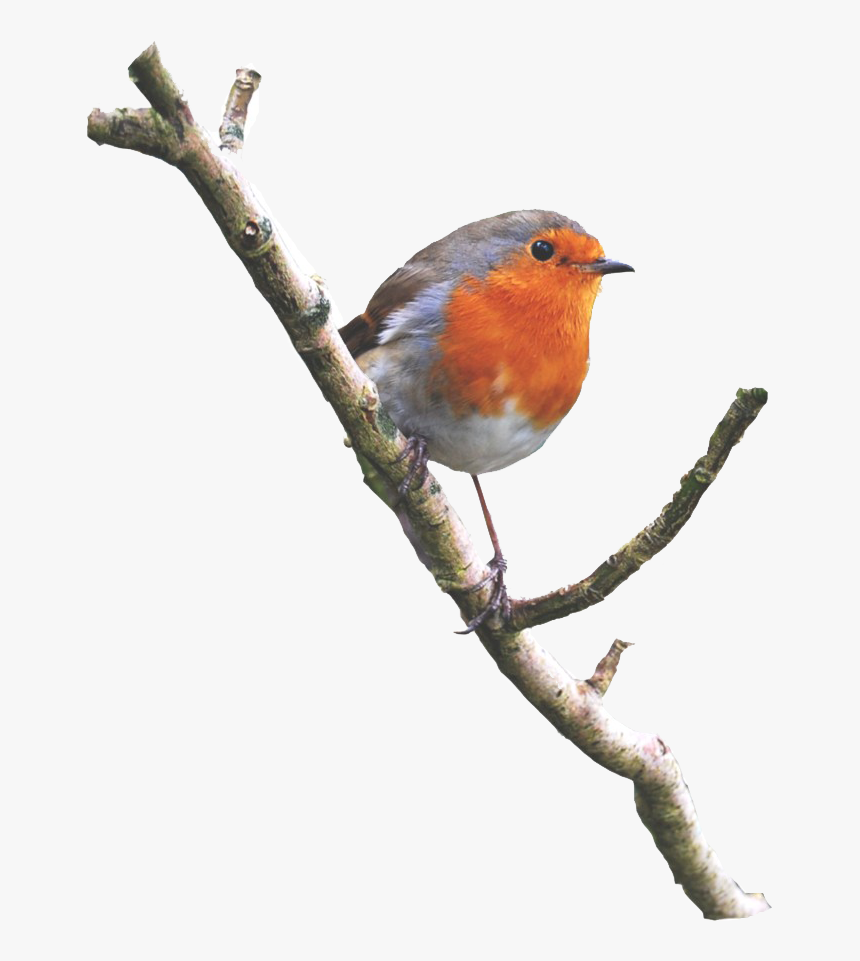 Robin Png Photo, Transparent Png , Transparent Png Image - PNGitem