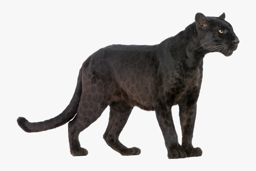 Panther Png Transparent Image, Png Download , Transparent Png Image ...