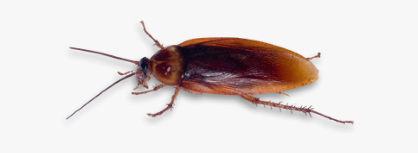 Cockroach Png Transparent Images, Png Download , Transparent Png Image ...