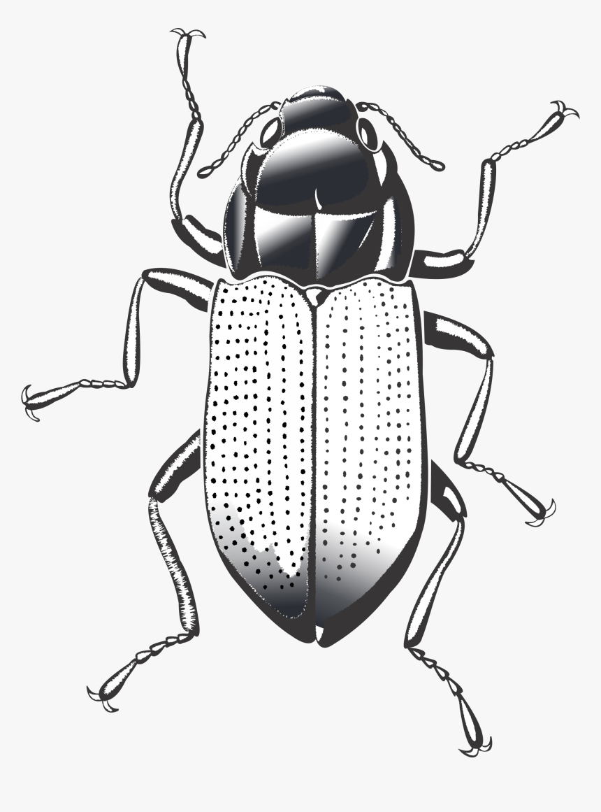 Cockroach , Png Download, Transparent Png , Transparent Png Image - PNGitem