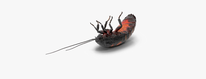 Cockroach Png Transparent Background, Png Download , Transparent Png ...