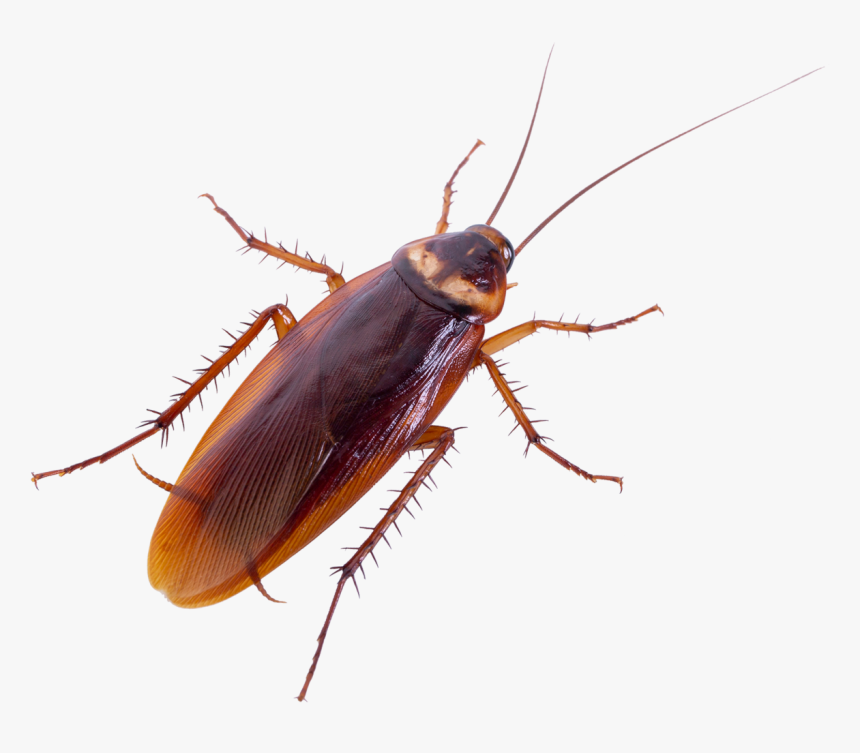 Cockroach Png, Transparent Png , Transparent Png Image - PNGitem