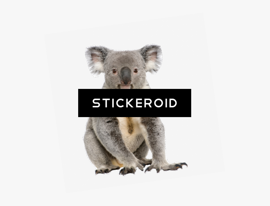 Koala , Png Download, Transparent Png , Transparent Png Image - PNGitem