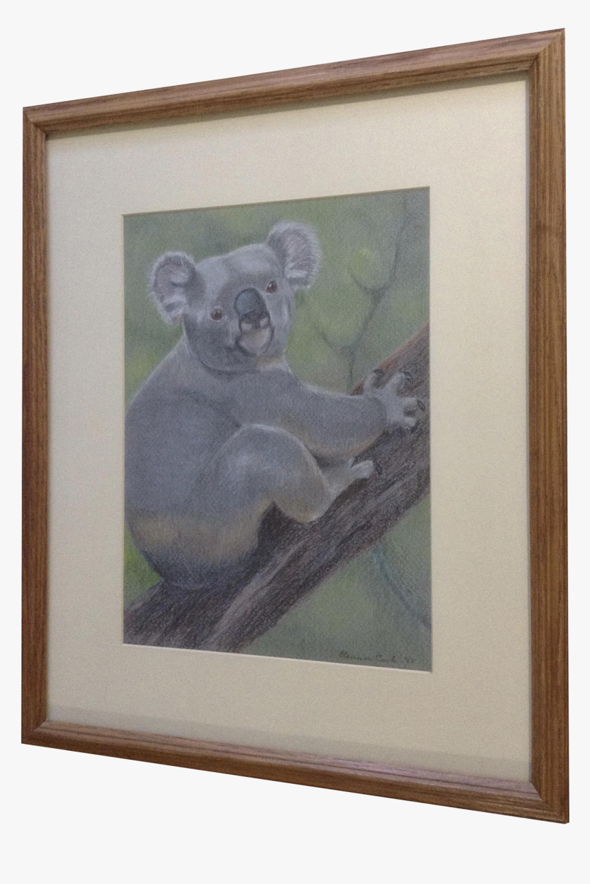 Eleanor Cook, Koala Bear In A Tree, Conte Works On, HD Png Download ...