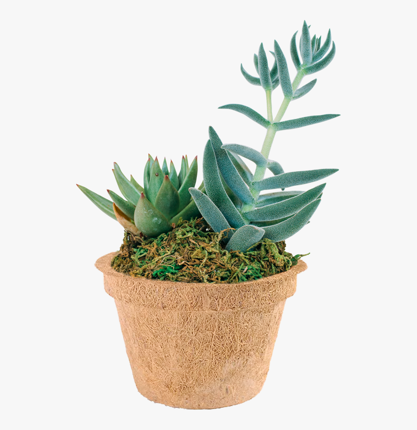 Potted Plant Png, Transparent Png , Transparent Png Image - PNGitem