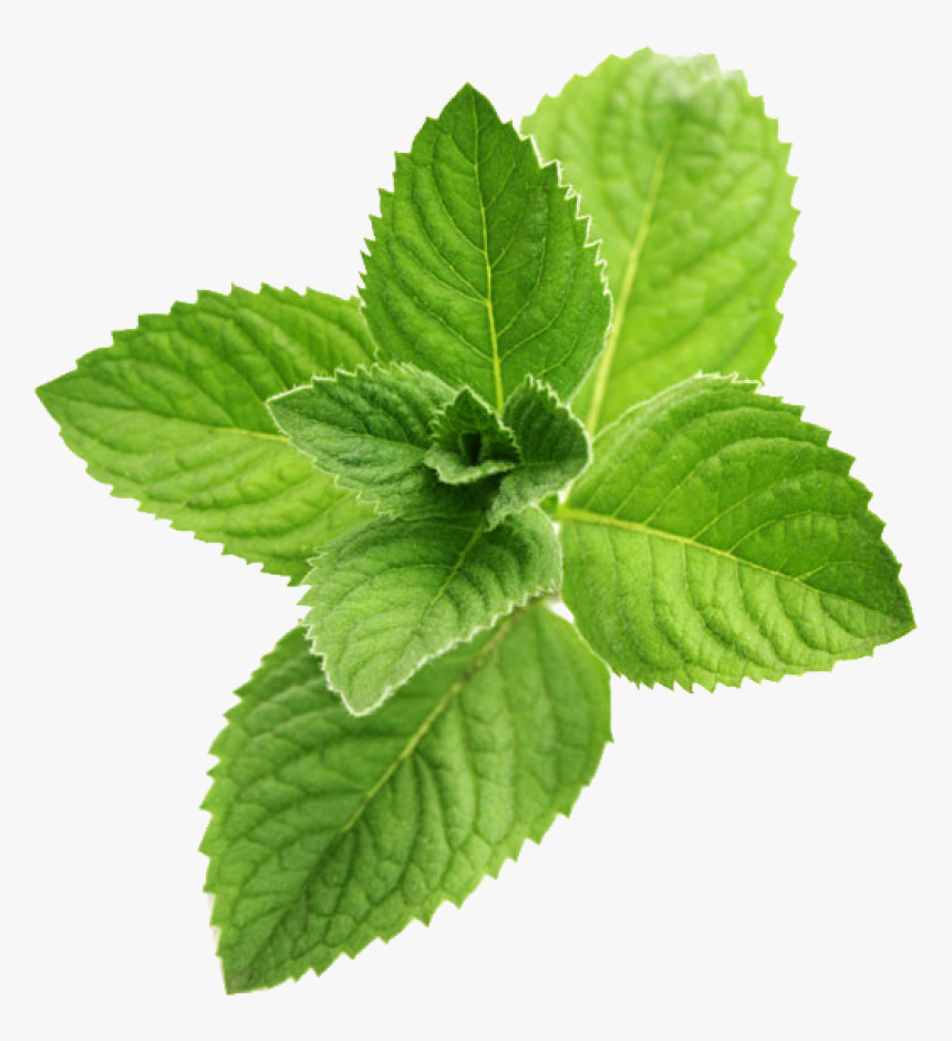 Pepermint Png Image, Transparent Png , Transparent Png Image - PNGitem