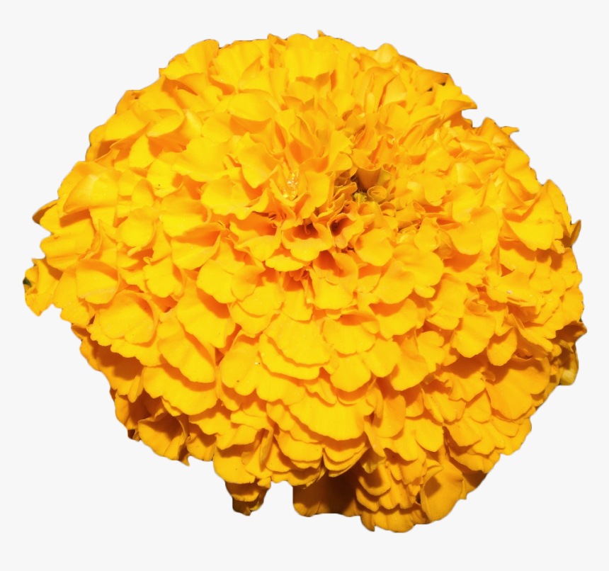 Transparent Mexican Flower Png, Png Download , Transparent Png Image ...