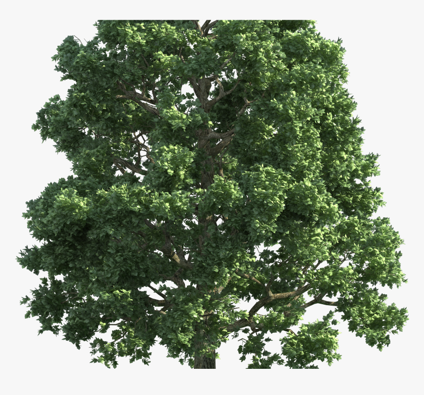 View The Solar Eclipse Using A Tree Steps With Pictures, HD Png ...