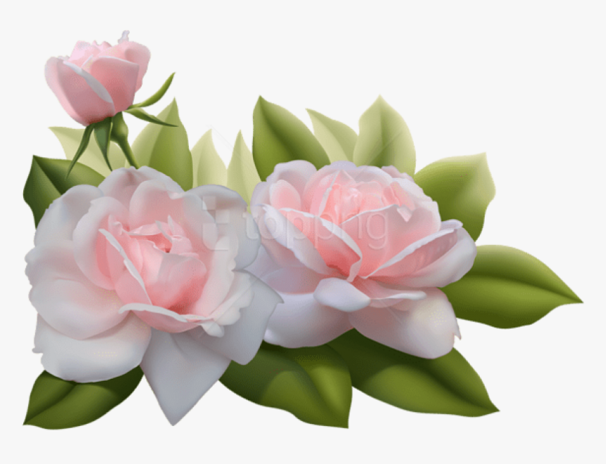 Free Png Beautiful Three Pink Roses Png Images Transparent, Png ...