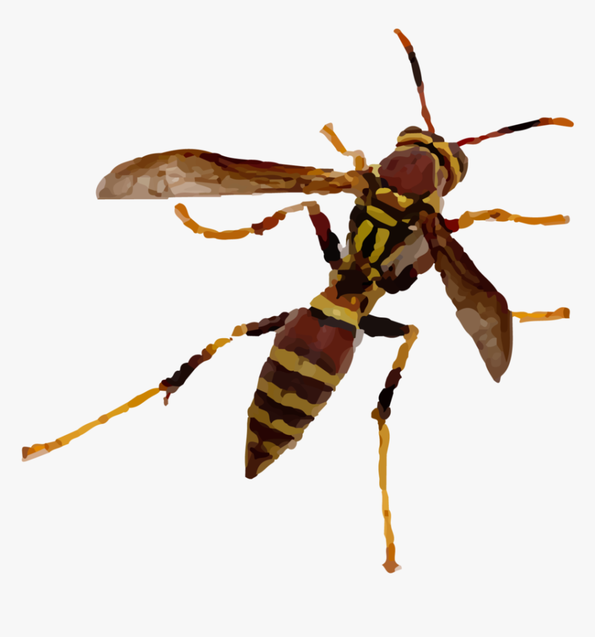 Hr Wasps, HD Png Download , Transparent Png Image - PNGitem