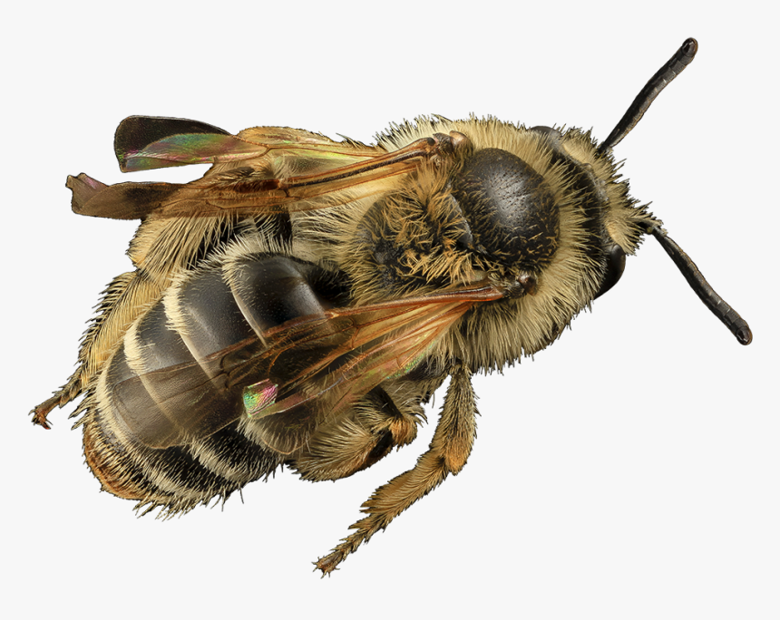 Honey Bee Cut-out, HD Png Download , Transparent Png Image - PNGitem