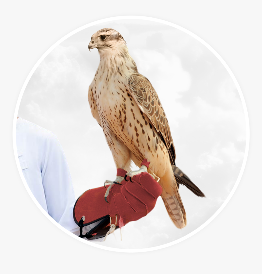 Vector Hawks Falcon Uae, HD Png Download , Transparent Png Image - PNGitem
