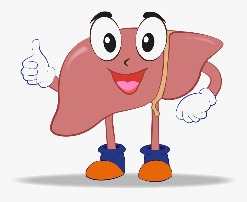 Liver Transplant Animated, HD Png Download , Transparent Png Image ...
