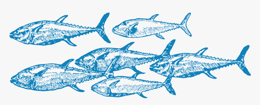 Small School Of Fish Drawing, HD Png Download , Transparent Png Image ...