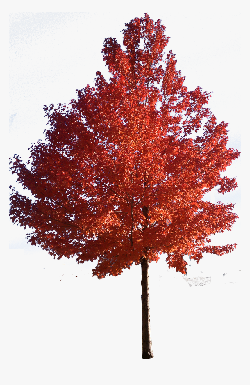 Tree Japanese Trees Sugar Red Maple Clipart - Japanese Maple Tree Png ...