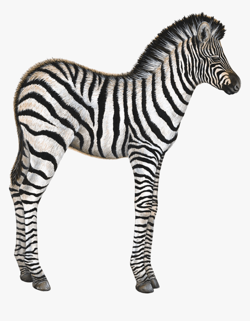 Zebra Baby Wall Sticker - Animated Zebra Gif Transparent Background, HD ...