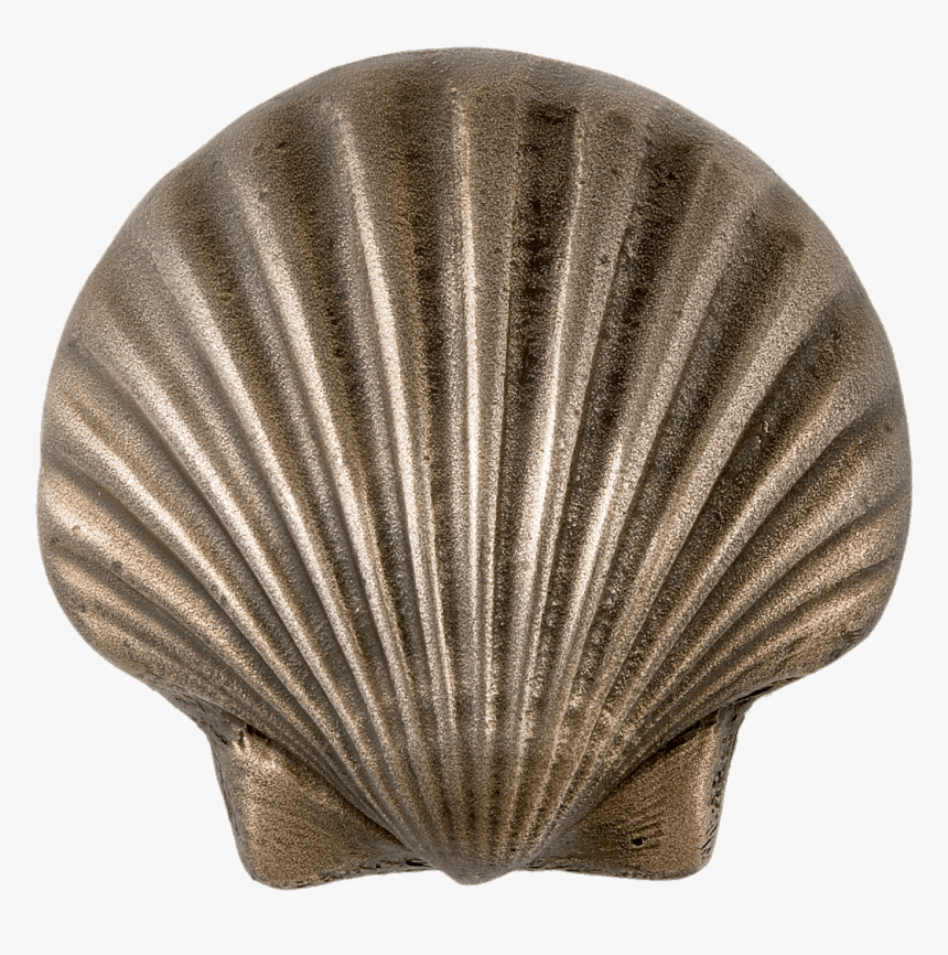 Fan - Seashell, HD Png Download , Transparent Png Image - PNGitem