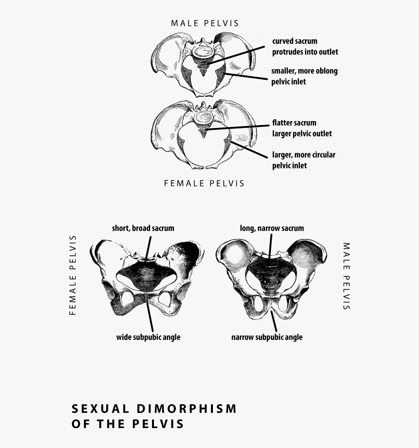 Sexual Dimorphism Human Pelvis, HD Png Download , Transparent Png Image ...