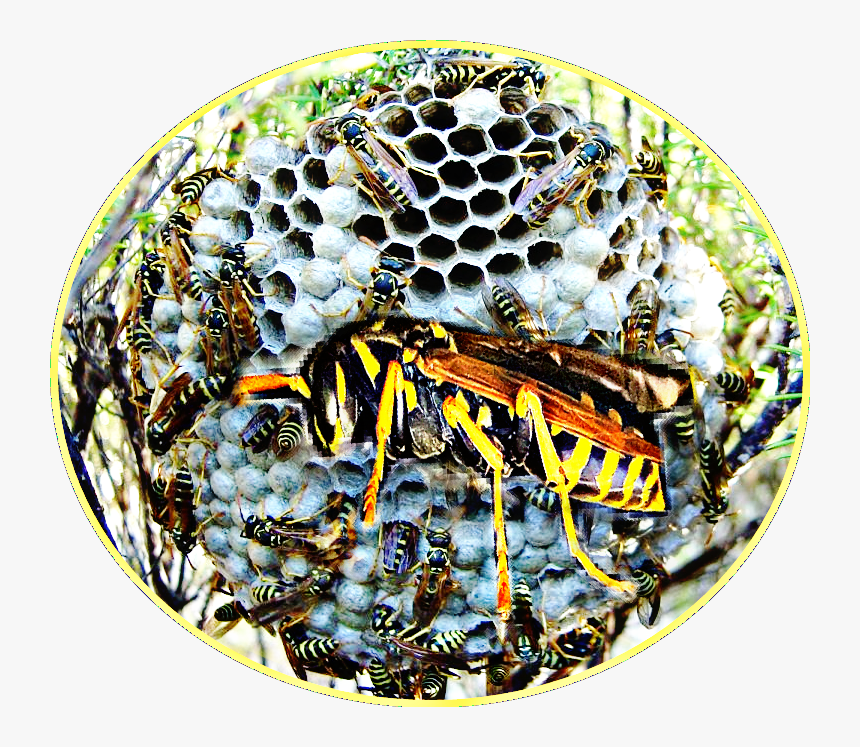 Insect Lore Bee, HD Png Download , Transparent Png Image - PNGitem