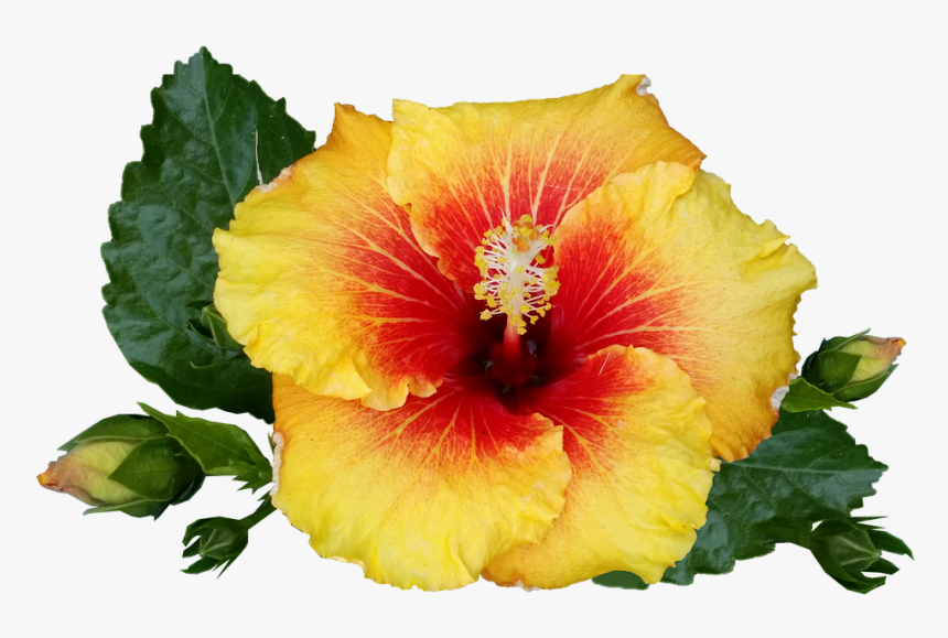 Tropical Flowers Transparent, HD Png Download , Transparent Png Image ...