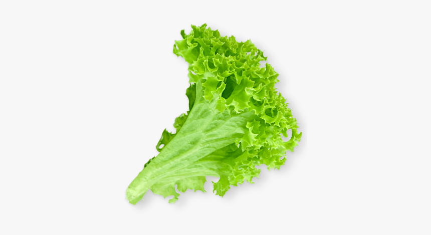 Lettuce Slice Png, Transparent Png , Transparent Png Image - PNGitem