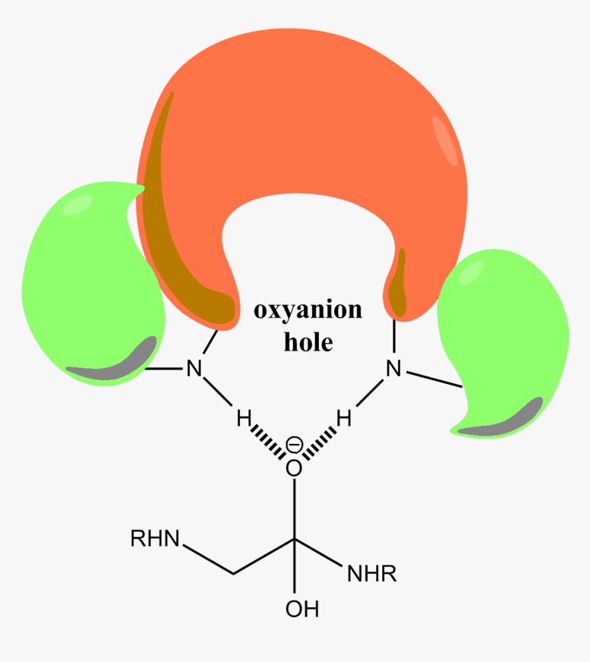 Oxyanion Hole, HD Png Download , Transparent Png Image - PNGitem