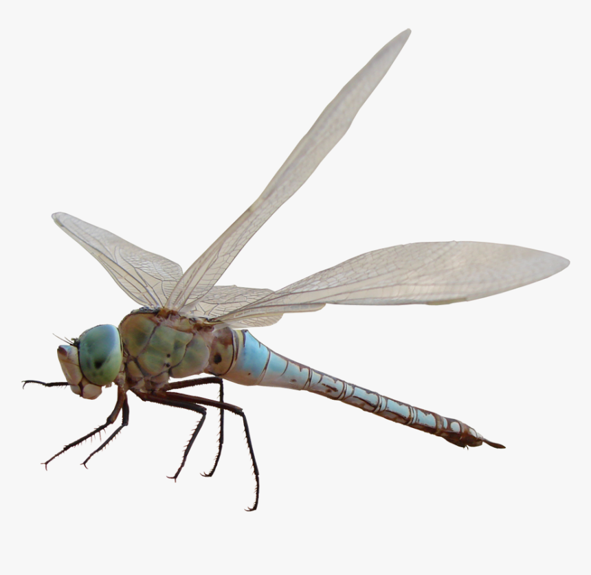 Dragonfly Png, Transparent Png , Transparent Png Image - PNGitem
