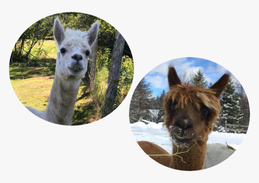 Alpaca Png, Transparent Png , Transparent Png Image - PNGitem