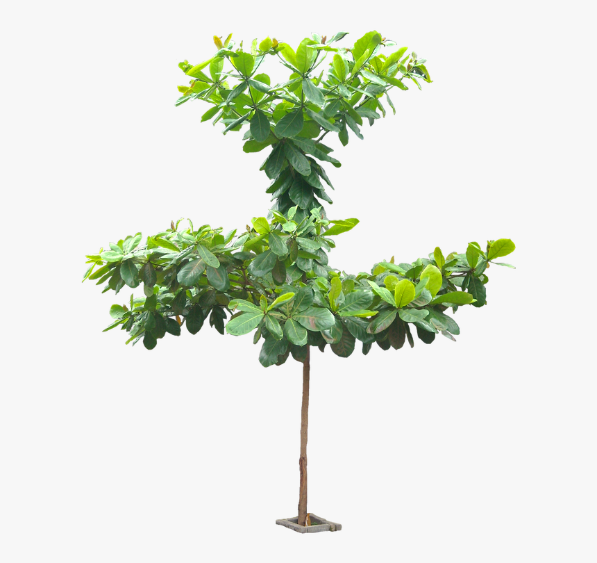 Small Tree Png, Transparent Png , Transparent Png Image - PNGitem